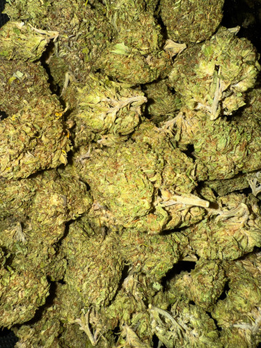 Bossa Nova Strain and Weed Delivery DC Maryland Virginia