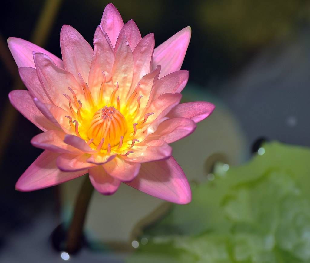 For Women With AutoImmune Disease