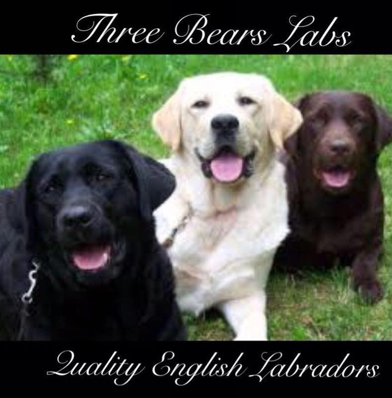 Top Quality English Labrador Retrievers for Sale | Three Bears Labradors
