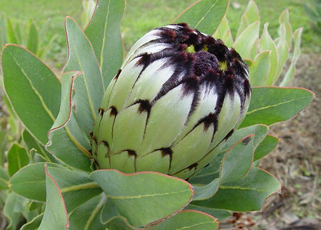 Protea Selection