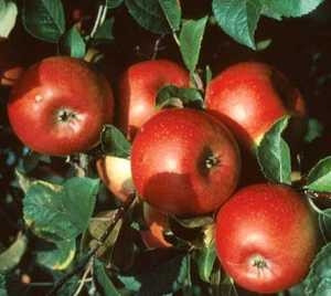 FREEDOM APPLE - Item 004 MID | Motz Nursery