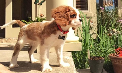 All Products | Lockwood Cavaliers