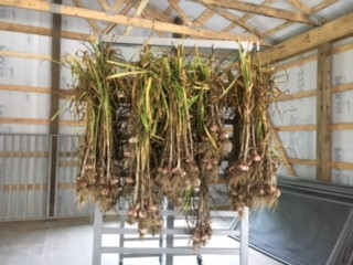 Heirloom Gardener Delight Seed Sampler Pack | My Vxw Site Hs0tck