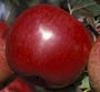 STATE FAIR APPLE - Item 019 - EARLY | Motz Nursery