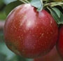 RED REGENT APPLE - Item 017 - LATE | Motz Nursery