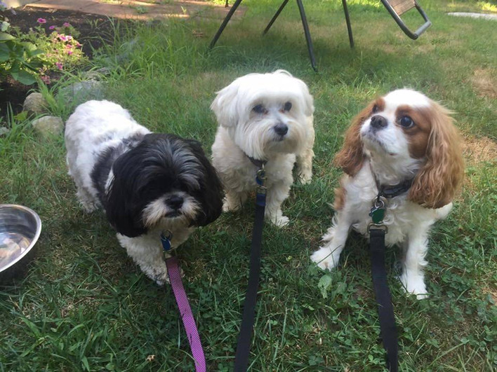 Home [www.mirandaspetsitting.net]