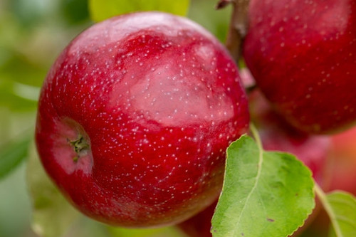 TRIUMPH APPLE - Item 021 -MID | Motz Nursery