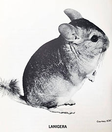 chinchilla brevicauda
