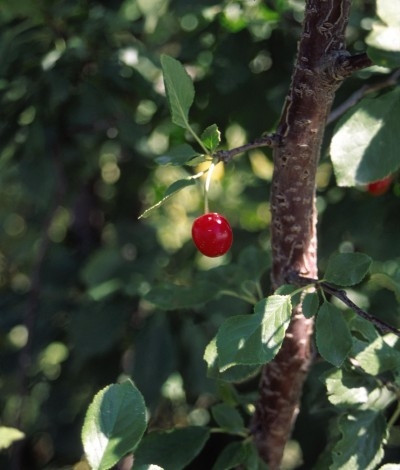EVANS BALI CHERRY - Item 300 | Motz Nursery