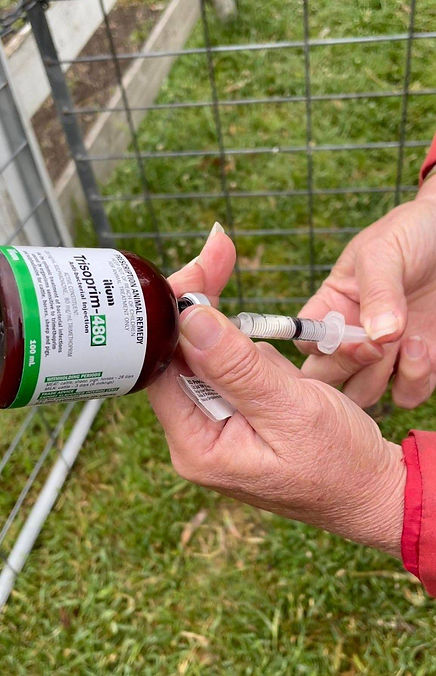 Injections | Miniature Sheep
