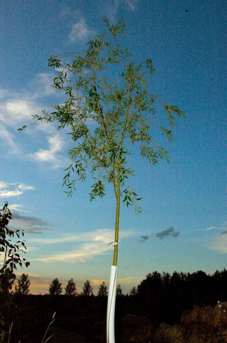 PRAIRIE CASCADE WILLOW - Item 503 | Motz Nursery