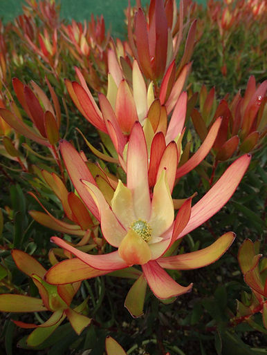 Leucadendron Selection