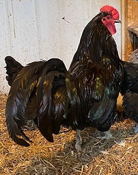 mottled java chicken broody