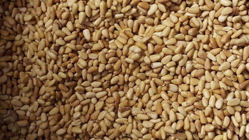 Shelled (out of the shell) Pinon Nuts 3 lbs bag Roasted & Salted | New ...