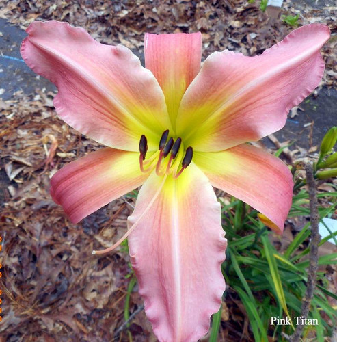 Pink Titan | My Vxw Site 1531vh 2