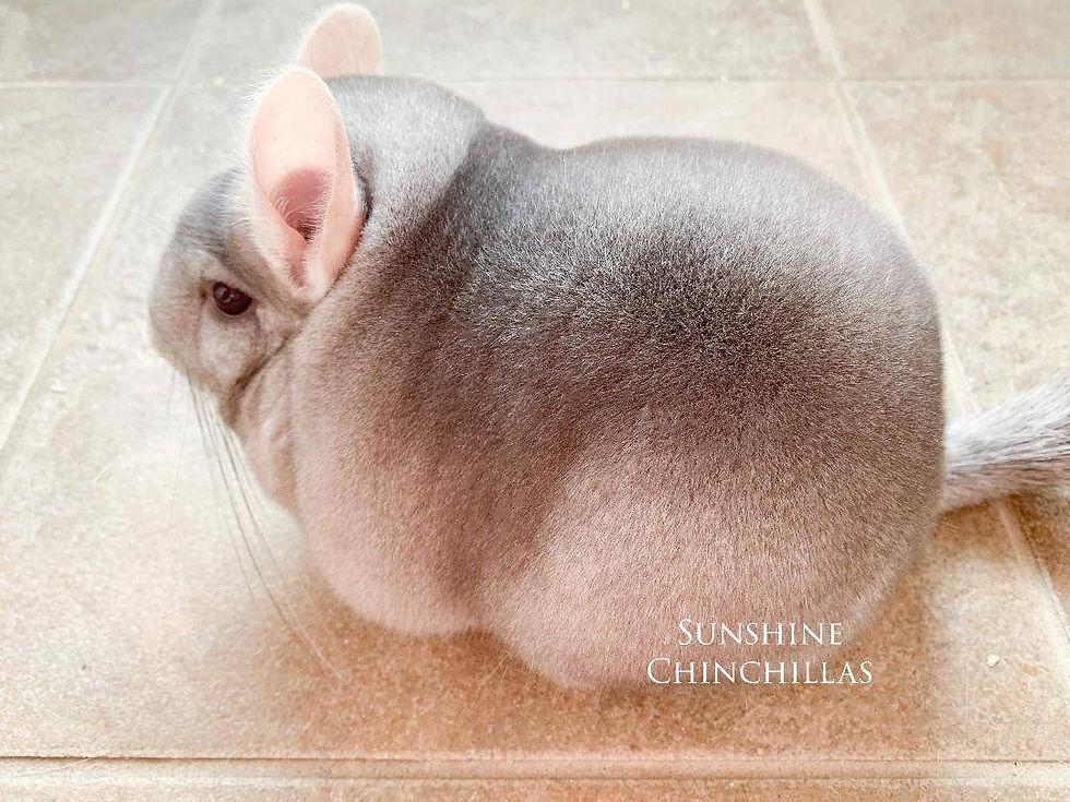 Chinchilla Colors/Mutations | Sunshine Chinchillas
