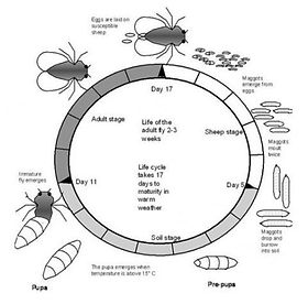 maggots life cycle time