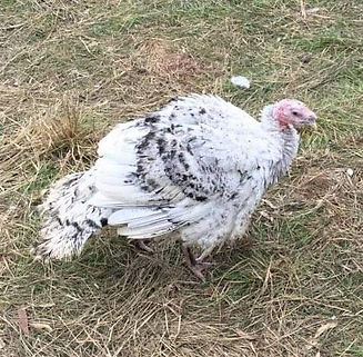 Common Turkey Diseases