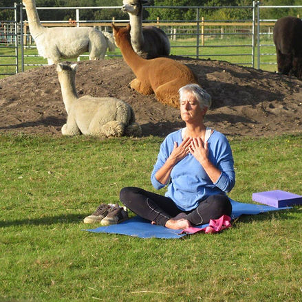 Alpaca Yoga