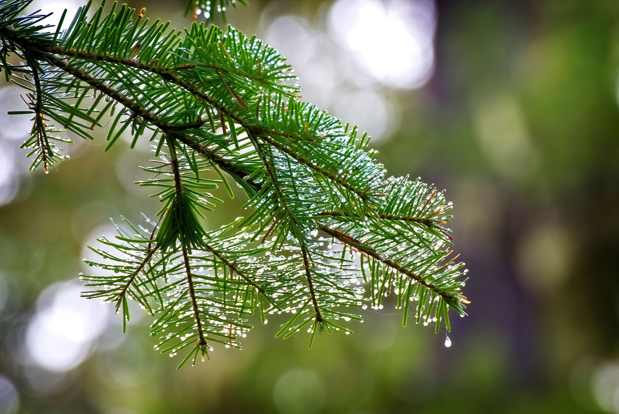 Arbor Master Tree Service | Tree Service Brighton MI | 10570 Hall Road ...