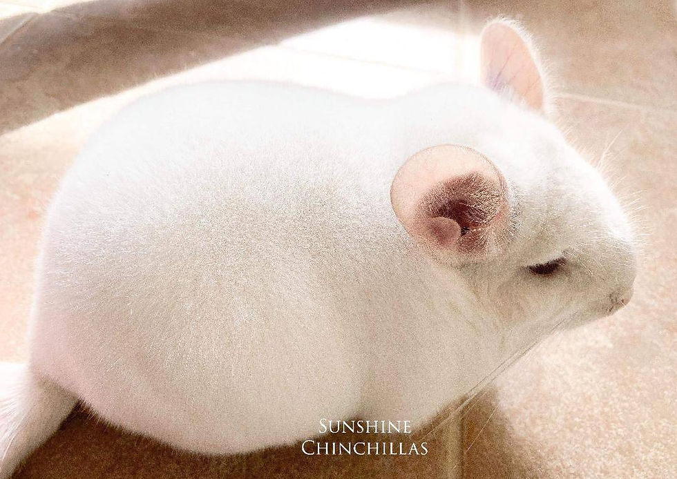 Chinchilla Colors/Mutations | Sunshine Chinchillas