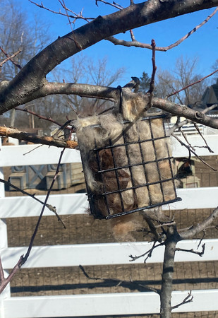 Mini Fiber Feeder for Birds | My Vxw Site Dhssnk