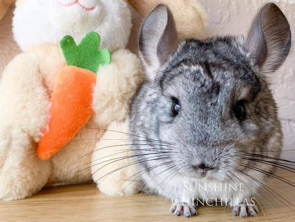 Blue Diamond Chinchilla