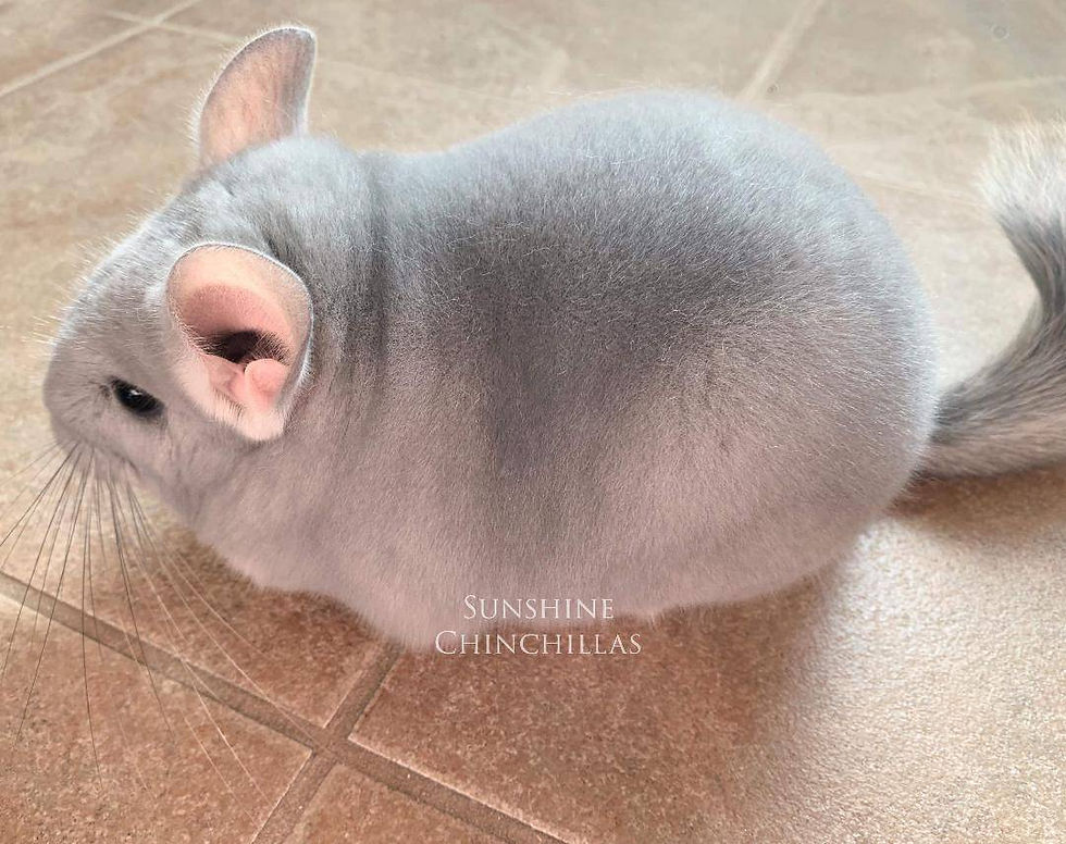 Chinchilla Colors/Mutations | Sunshine Chinchillas