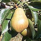 LUSCIOUS PEAR - Item 101 | Motz Nursery