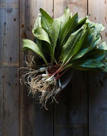 Heirloom Garlic Ramps | Family Roots Farm