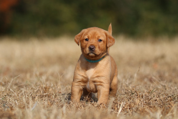 Puppies | Terranova Retrievers