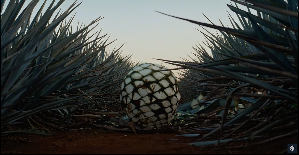 Behind the Brand: LALO Tequila