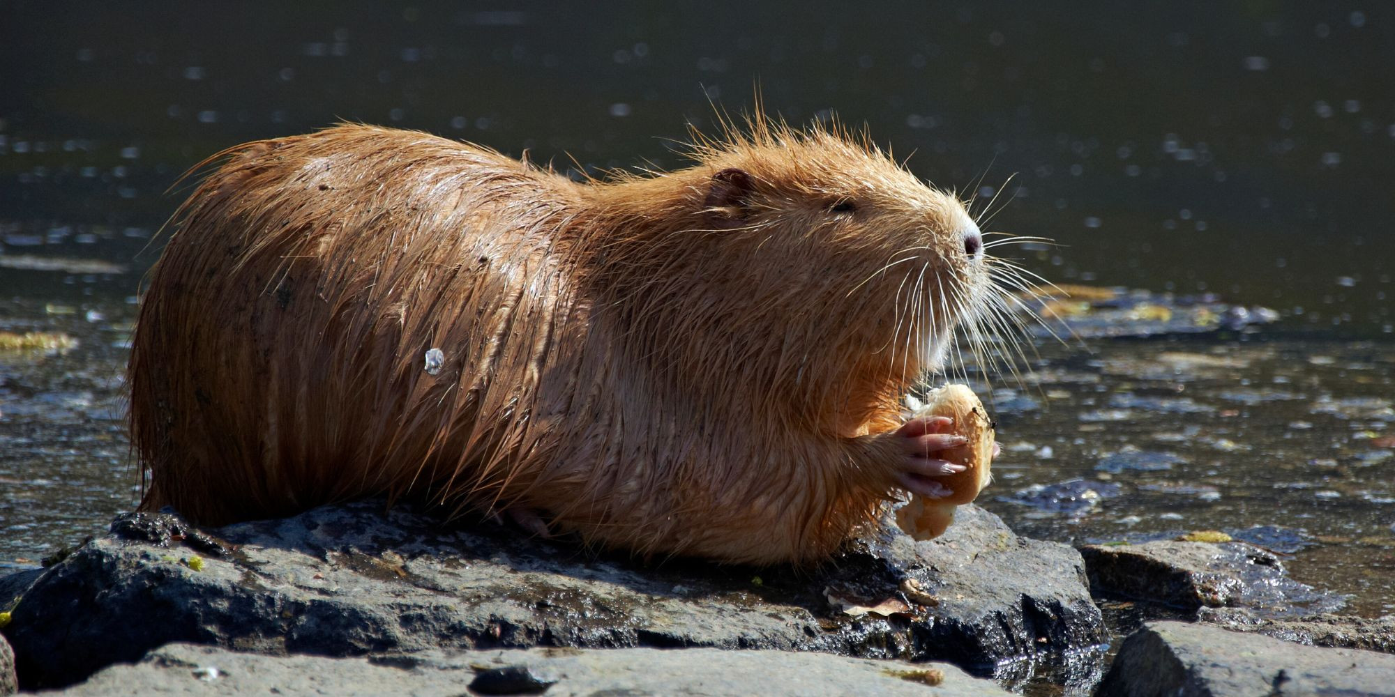 Nutria | Continentes, océanos y animales del mundo por Quiero Chocolate ...
