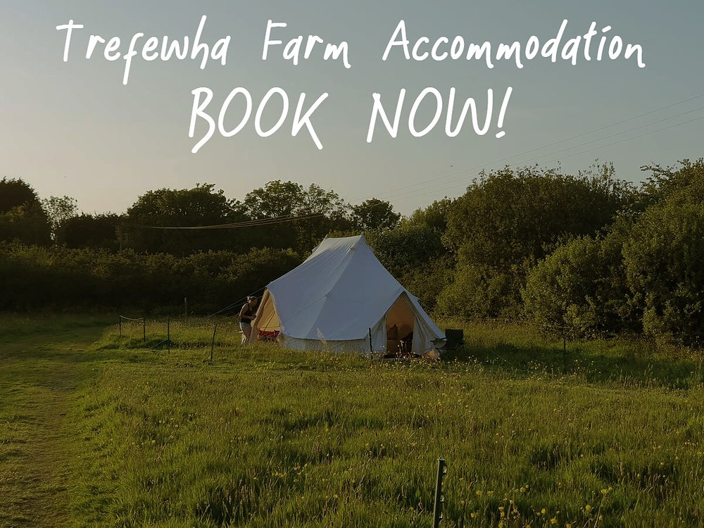 Camping at Trefewha Farm in Praze an Beeble, Cornwall