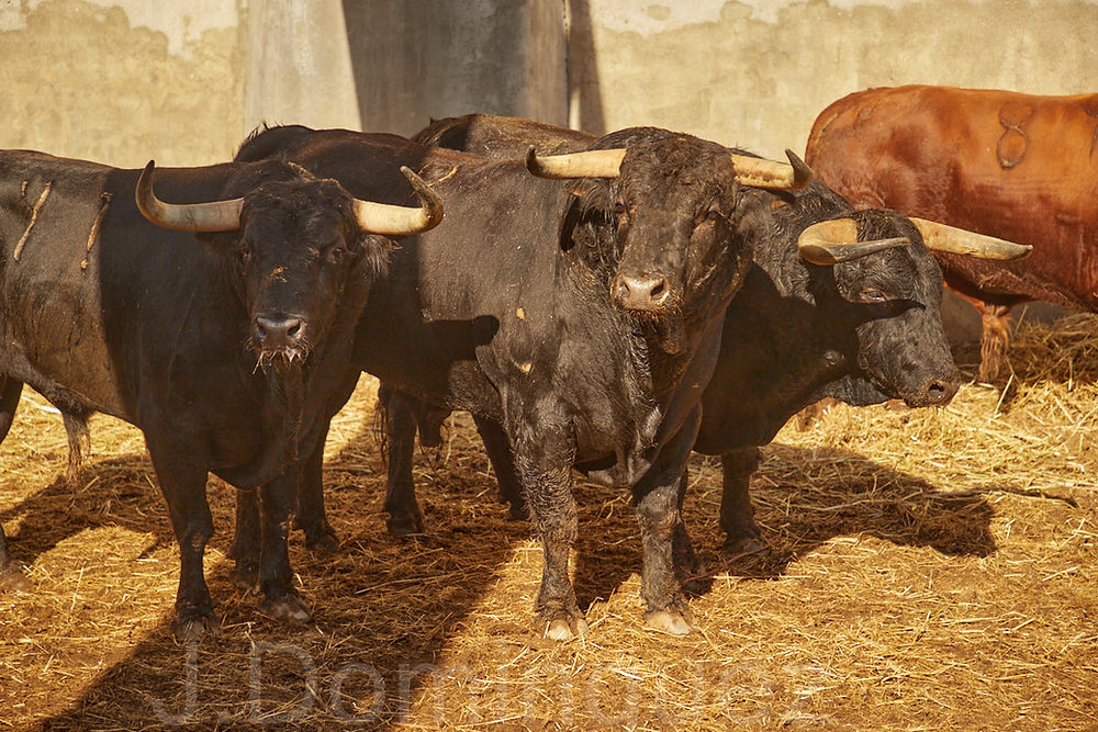 Ya estan los de "El Torero" en Plasencia | Video y galería desembarque