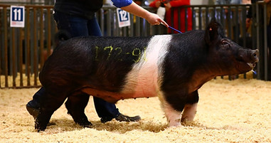 BOAR STUD | Murray State Swine