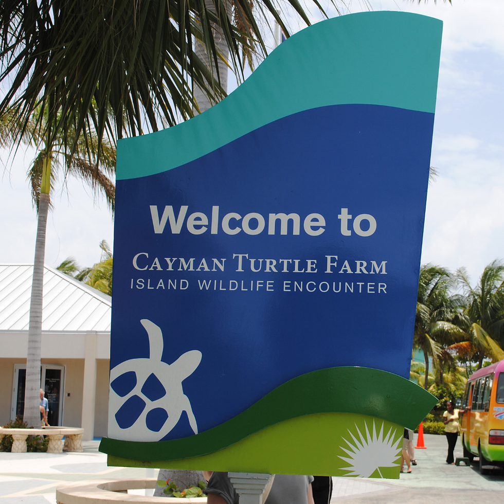 Grand Cayman: Turtles and Beaches