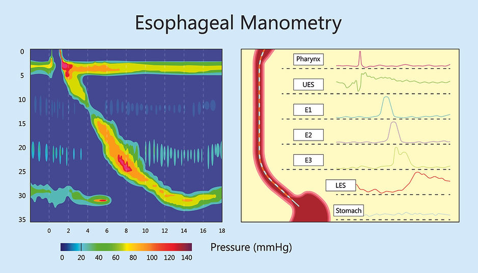 Oesophageal Physiology | gi.healthcare