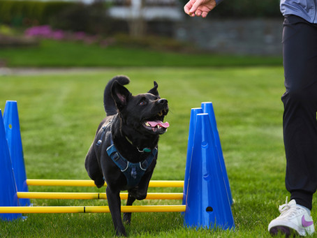 Strong Paws Pet Rehabilitation | canine rehab