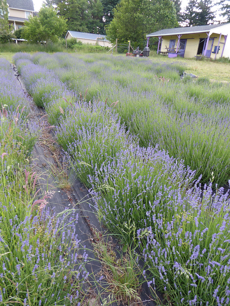 How to Grow Lavender in the Pacific Northwest