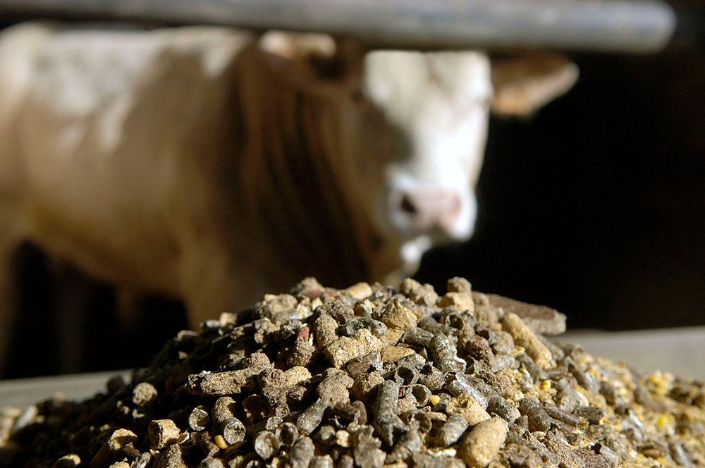 How To Reduce Animal Feed Costs