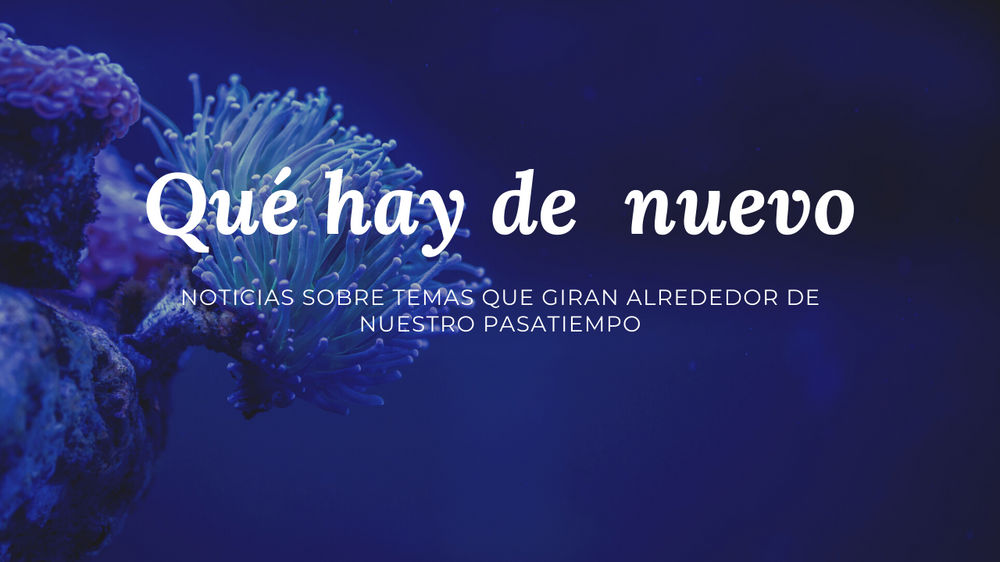 Qué hay de nuevo | Mi Arrecife