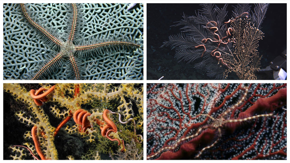 Ofiuras en el acuario marino