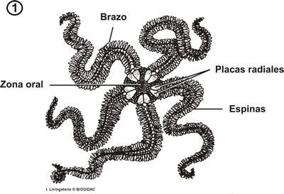 Ofiuras en el acuario marino