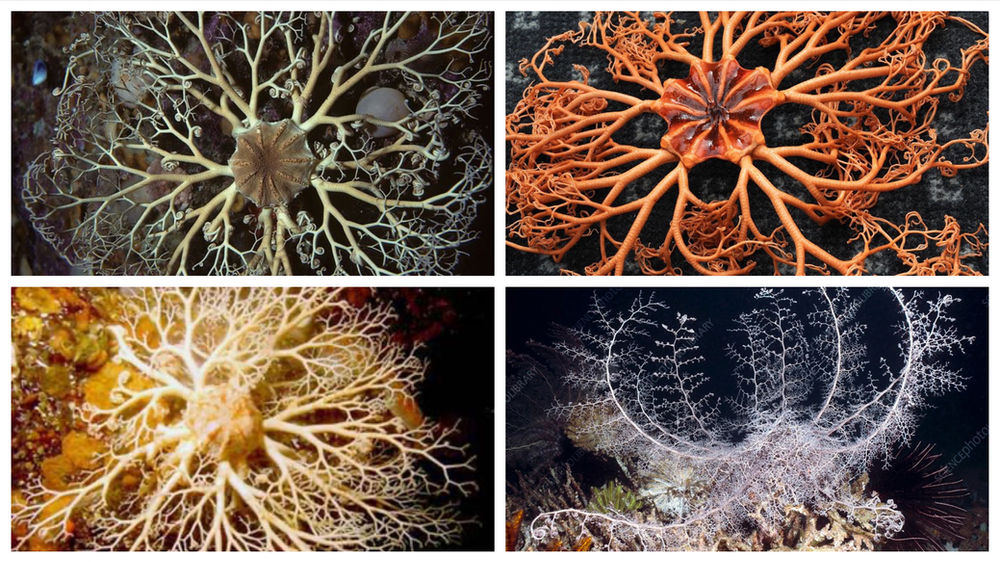 Ofiuras en el acuario marino