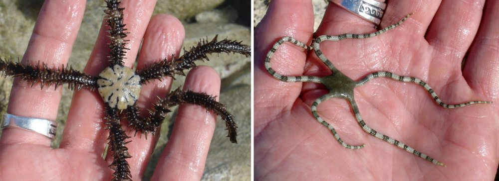 Ofiuras en el acuario marino
