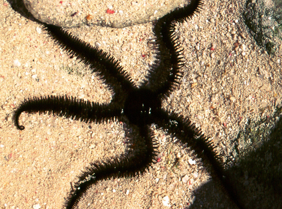 Ofiuras en el acuario marino