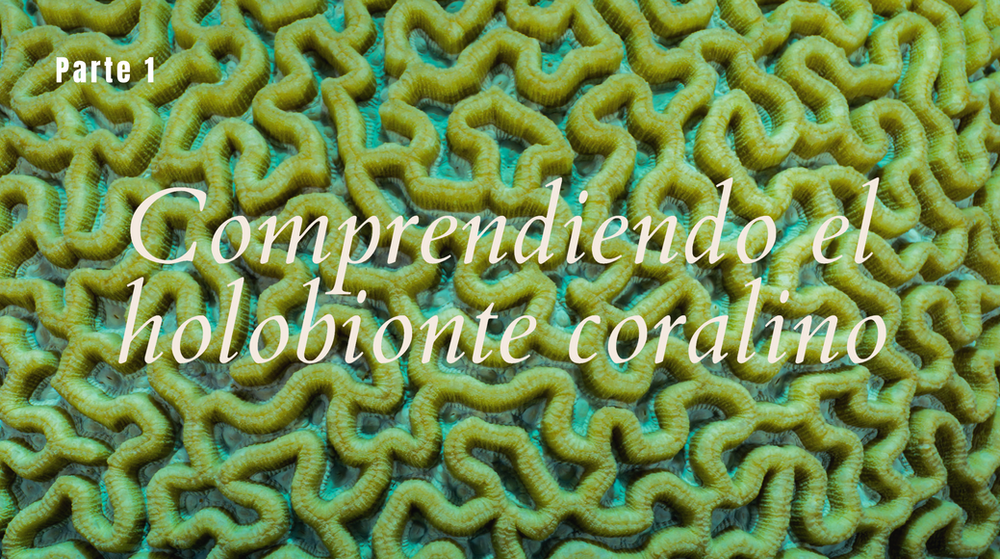 Comprendiendo el Holobionte Coralino – Parte 1