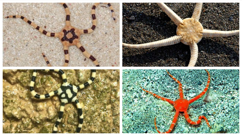 Ofiuras en el acuario marino