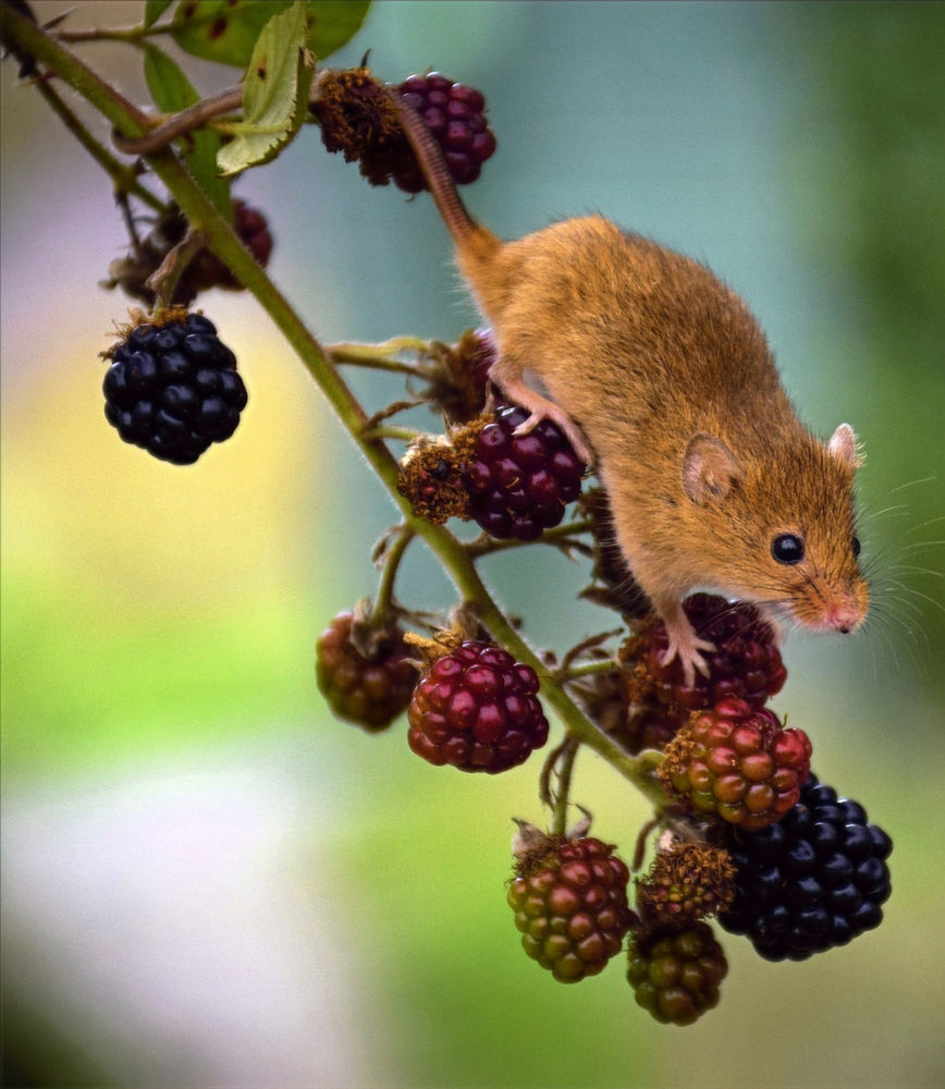 The Mouse: Everything at your fingertips